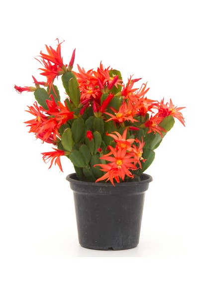 Karadeniz Fidancılık Yılbaşı Çiçeği Schlumbergera ( Yılbaşı Kaktüsü ) Kırmızı Renkli