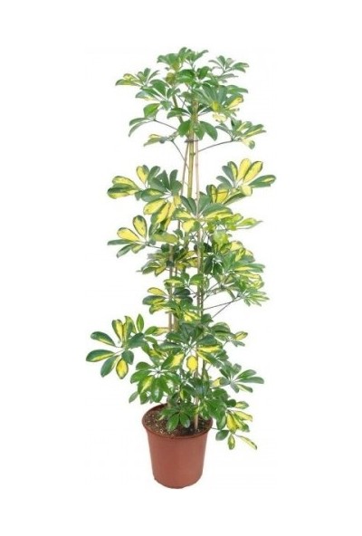 Şeflera Ev Bitkisi Tek Dallı 75x100 cm