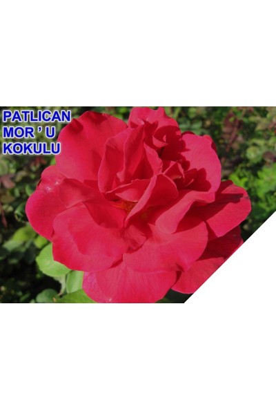 E-fidancim Tüplü Yediveren Kokulu Patlıcan Moru Gül Fidanı