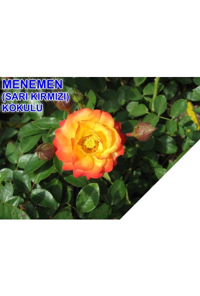 E-fidancim Tüplü Yediveren Kokulu Menemen Sarı Kırmızı Fidanı