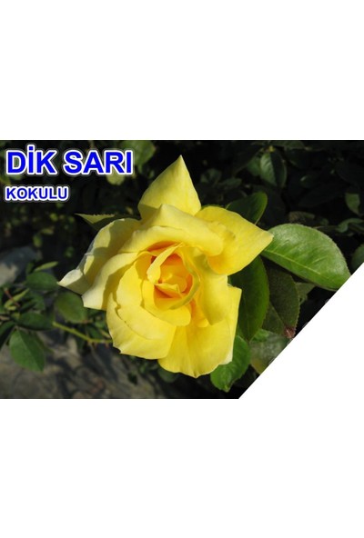 E-fidancim Tüplü Yediveren Kokulu Dik Sarı Gül Fidanı