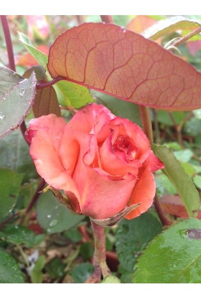 E-fidancim Tüplü Yediveren Kokulu Somon Gül Fidanı