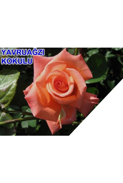E-fidancim Tüplü Yediveren Kokulu Yavru Ağzı Gül Fidanı