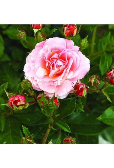 E-fidancim Tüplü Lady Diana Yediveren Kokulu Gül Fidanı E-fidancim Tüplü Lady Diana Yediveren Kokulu Gül Fidanı