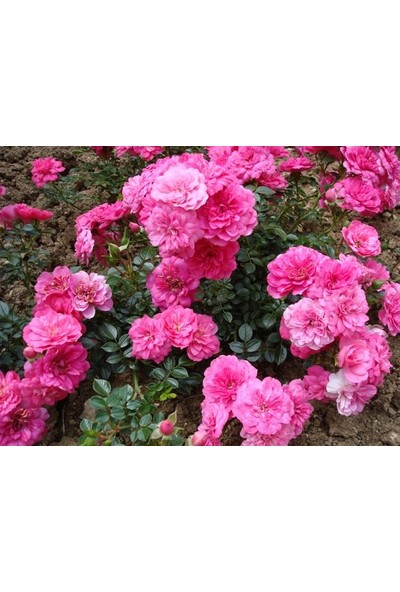 E-fidancim Tüplü Knirps Aşılı Yediveren Pembe Gül Fidanı E-fidancim Tüplü Knirps Aşılı Yediveren Pembe Gül Fidanı