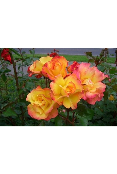E-fidancim Tüplü Aşılı Turuncu Sarı Yediveren Bonanza Gül Fidanı E-fidancim Tüplü Aşılı Turuncu Sarı Yediveren Bonanza Gül Fidanı