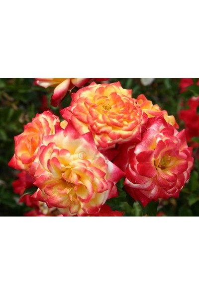 E-fidancim Tüplü Vulcano Fc Yediveren Gül Fidanı E-fidancim Tüplü Vulcano Fc Yediveren Gül Fidanı