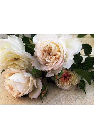 E-fidancim Katmerli Double Beuaty Kokulu Gül Fidanı