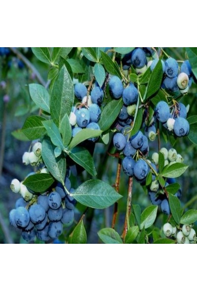E-fidancim Tüplü Yaban Mersini(Likapa,blueberry,maviyemiş) Bluberyy fidanı Meyve Verme Yaşında