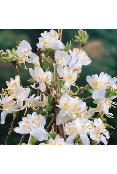 E-fidancim Tüplü Yoğun Kokulu Kokulu Kış Hanım Eli Fidanı