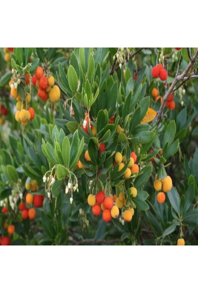 E-fidancim Tüplü Kocayemiş (Dağ Çileği) Fidanı
