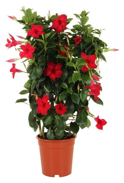 E-fidancim Tüpü Kokulu Kırmızı Mandevilla Çiçeği Fidanı