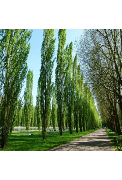 E-fidancim Anadolu Kavak Ağacı Fidanı (10 adet)