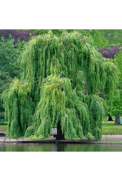E-fidancim Tüplü Salkım Söğüt Ağacı Fidanı (10 adet)