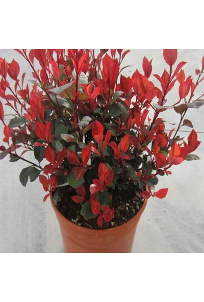 E-fidancim Bodur Alev Çalısı Çiçeği Fidanı