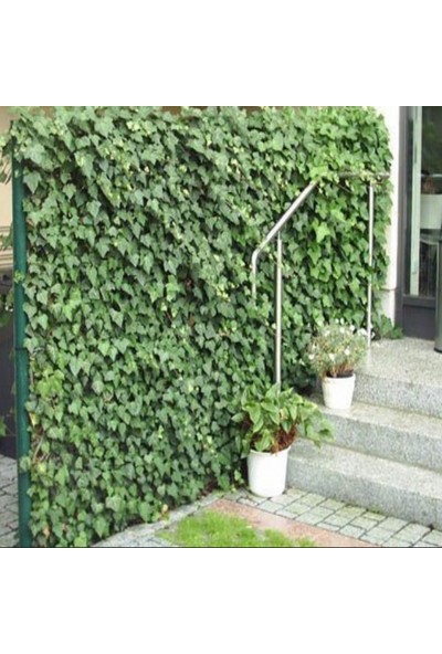 E-fidancim Tüplü Herdem Yeşil Kaya Sarmaşığı Fidanı E-fidancim Tüplü Herdem Yeşil Kaya Sarmaşığı Fidanı