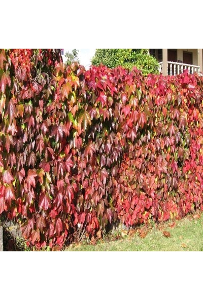 E-fidancim Amerikan Sarmaşığı Tohumu (25 Tohum)