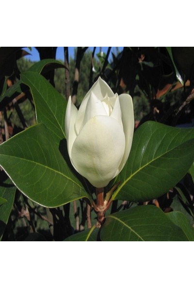 E-fidancim Tüplü Herdem Yeşil Manolya Fidanı E-fidancim Tüplü Herdem Yeşil Manolya Fidanı