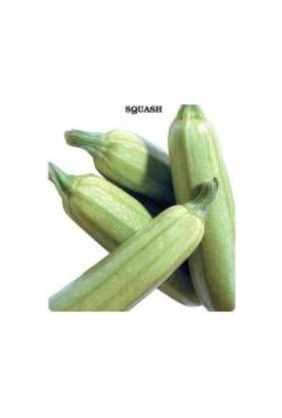 E-fidancim Beyaz Kabak Fidesi 5 adet E-fidancim Beyaz Kabak Fidesi 5 adet