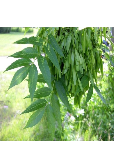 E-fidancim Tüplü Dişbudak Ağacı Fidanı