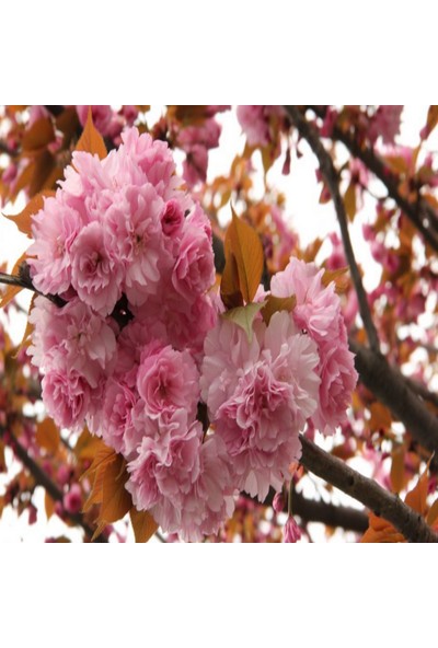 E-fidancim Tüplü Katmerli Çiçekli Süs Kirazı Fidanı