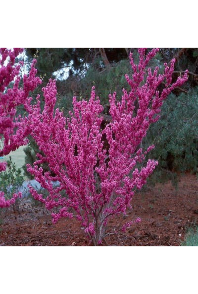 E-fidancim Tüplü Erguvan Fidanı