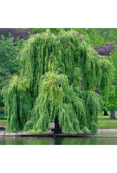 E-fidancim Tüplü Salkım Söğüt Ağacı Fidanı