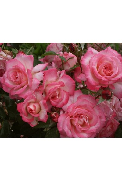 E-fidancim Tüplü Yediveren Aşılı Laguna Koyu Pembe Sarmaşık Gül Fidanı E-fidancim Tüplü Yediveren Aşılı Laguna Koyu Pembe Sarmaşık Gül Fidanı