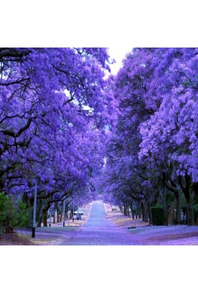 E-fidancim Tüplü Jacaranda(Jakaranda) Ağacı Fidanı