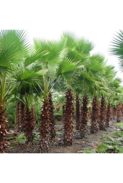 E-fidancim Tüplü Washingtonia Robusto Palmiye Ağacı Fidanı (150-200 cm) E-fidancim Tüplü Washingtonia Robusto Palmiye Ağacı Fidanı (150-200 cm)