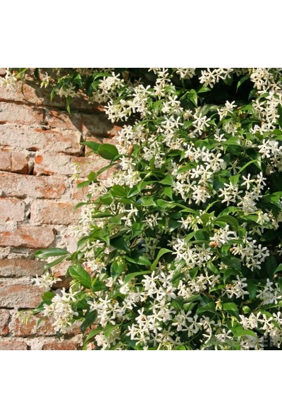 E-fidancim Tüplü Arap Yasemini Fidanı E-fidancim Tüplü Arap Yasemini Fidanı