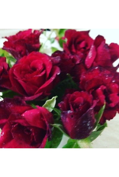 E-fidancim Tüplü Dikensiz Kokulu Kırmızı Red Love Gül Fidanı