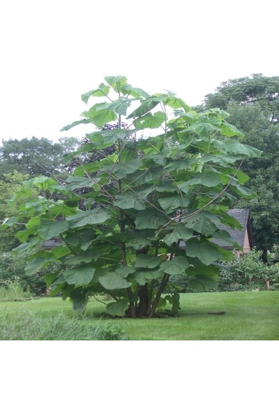 E-fidancim Tüplü Paulownia Ağacı Fidanı