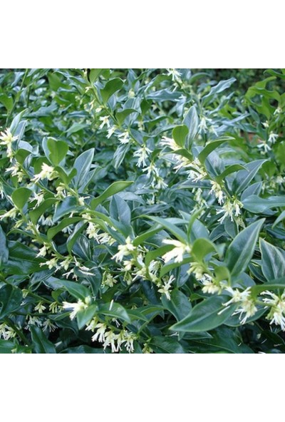 E-fidancim Kışın Çiçek Açan Nadir Parfüm Kutusu Sarcococca Fidanı