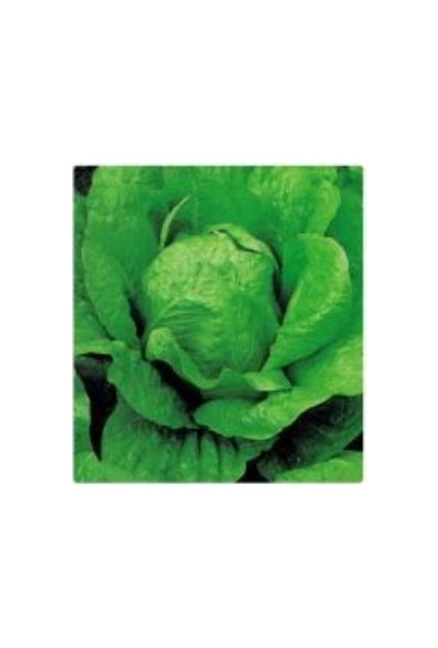 E-fidancim Yedikule Marul Fidesi 5 adet