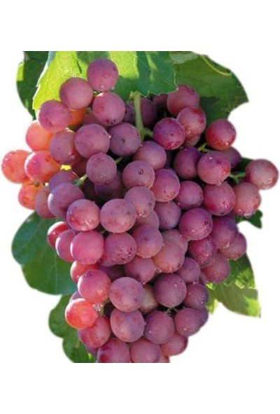 Yalova Fidan Market Pembe Çekirdeksiz Üzüm Fidanı (Tüplü) Omega Aşılı