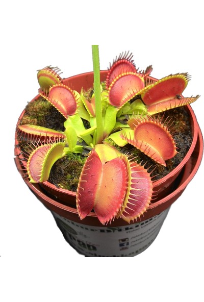 Etobur Bitkim Teraryumlu Her Şey Dahil Sinek Kapan Yetiştirme Kiti Venüs Çiçeği Tohumu Saksı Toprak Etobur Bitkim Teraryumlu Her Şey Dahil Sinek Kapan Yetiştirme Kiti Venüs Çiçeği Tohumu Saksı Toprak