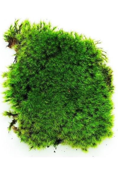 Agrotohum Canlı Yosun 25 × 25 , Akvaryum Yosun , Kaya Yosunu , Bolmoss , Sukulent , Kaktüs