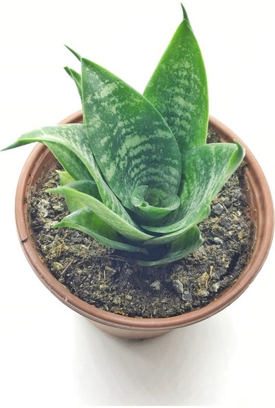 Agrotohum Sansevieria Trifasciata - Bodur Peygamber Kılıcı, Paşa Kılıcı, Havayı Temizleyen Bitki, Sukulent