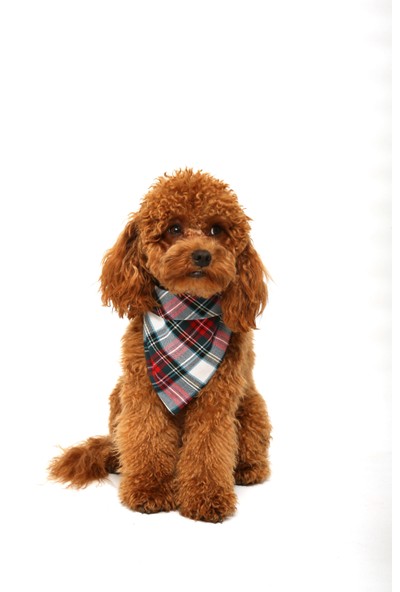 Paw Of Dog Köpek Ekose Desenli Fularlı Çıtçıtlı Boyun Tasması