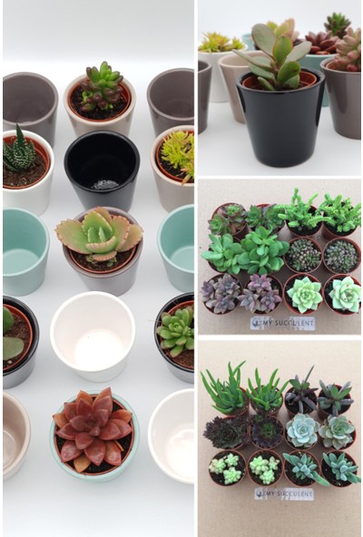 20'li El Yapımı Renkli Sır Kaplı Iznik Seramik Saksılar + 20'li Sukulent Set (20 Çeşit Mix 5,5 Cm'lik Saksıda Bitkiler)