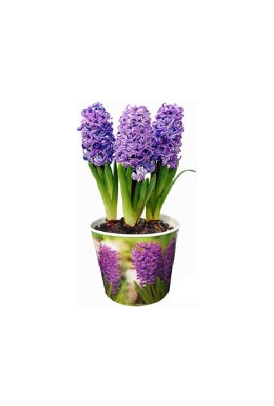 The Best Online 3'lü Sümbül Soğanı Fideli