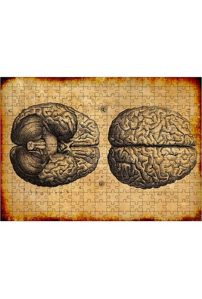 Tablomega Ahşap Mdf Puzzle Yapboz Beyinin Yapısı 255 Parça 35*50 cm
