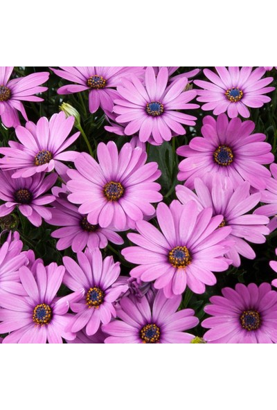 Lobelya Tohumculuk Lila Renkli Bodrum Papatyası Çiçeği