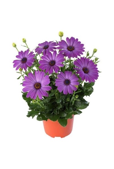 Lobelya Tohumculuk Mor Renkli Bodrum Papatyası Çiçeği