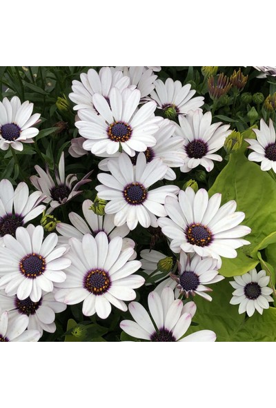 Lobelya Tohumculuk Beyaz Renkli Bodrum Papatyası Çiçeği