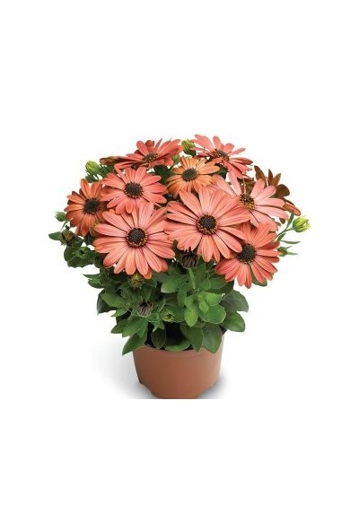 Lobelya Tohumculuk Somon Renkli Bodrum Papatyası Çiçeği