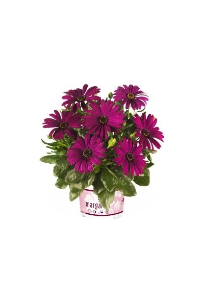 Lobelya Tohumculuk Koyu Bordo Renkli Bodrum Papatyası Çiçeği