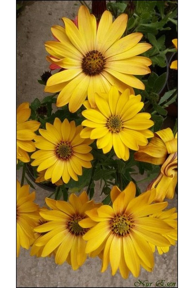 Lobelya Tohumculuk Sarı Renkli Bodrum Papatyası Çiçeği