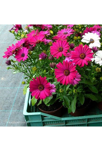 Lobelya Tohumculuk Fuşya Renkli Bodrum Papatyası Çiçeği